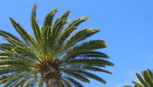 Pestology | Your Lawn and Shrub Specialist